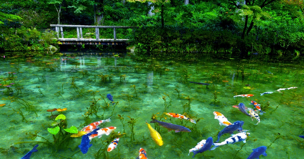 Monet’s Pond: A hidden gem of Seki City enchanted by natural beauty ...