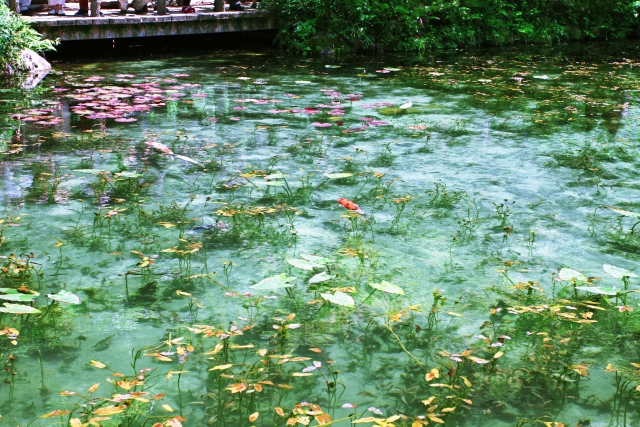 Monet’s Pond: A hidden gem of Seki City enchanted by natural beauty ...
