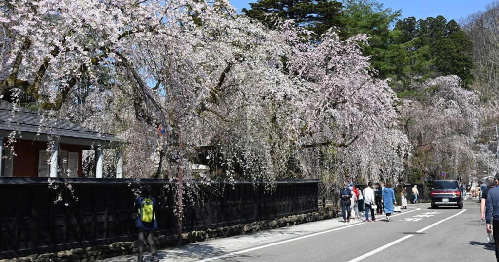 Kakunodate Samurai Residence Street: The beauty of weeping cherry ...