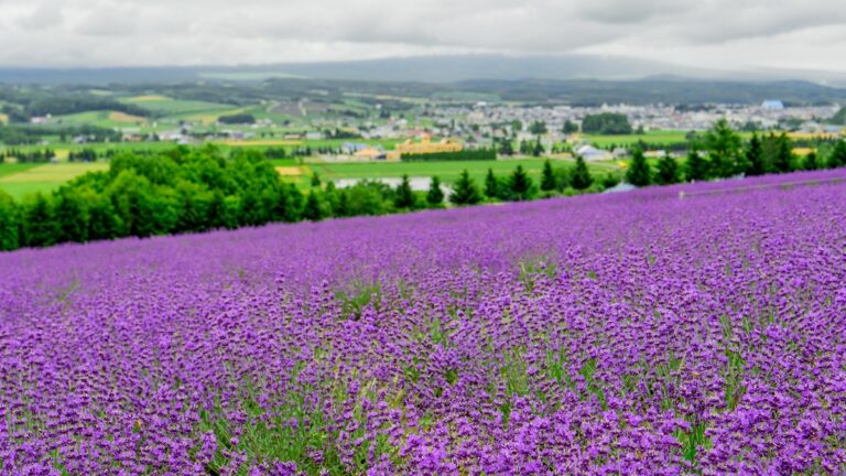 Monet’s Pond: A hidden gem of Seki City enchanted by natural beauty ...
