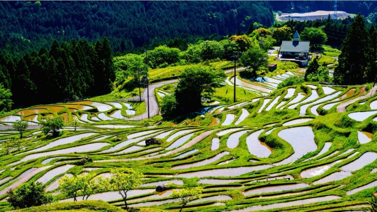 Tsurugaoka Hachimangu Shrine: A treasure of Kanagawa where you can ...